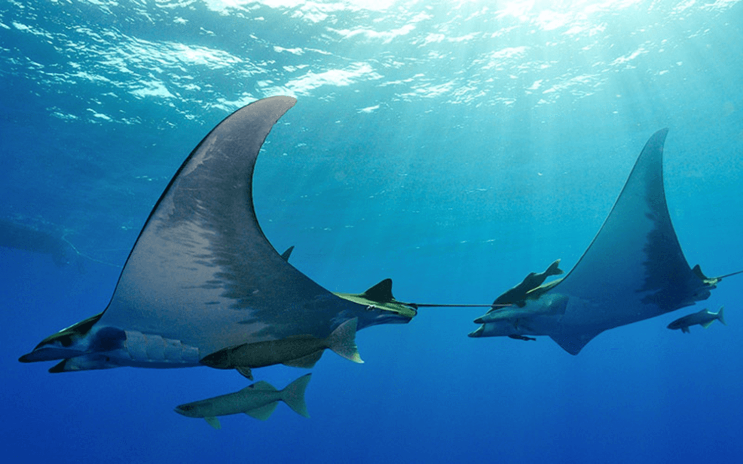 Diving in the Azores – Picolo Mondo